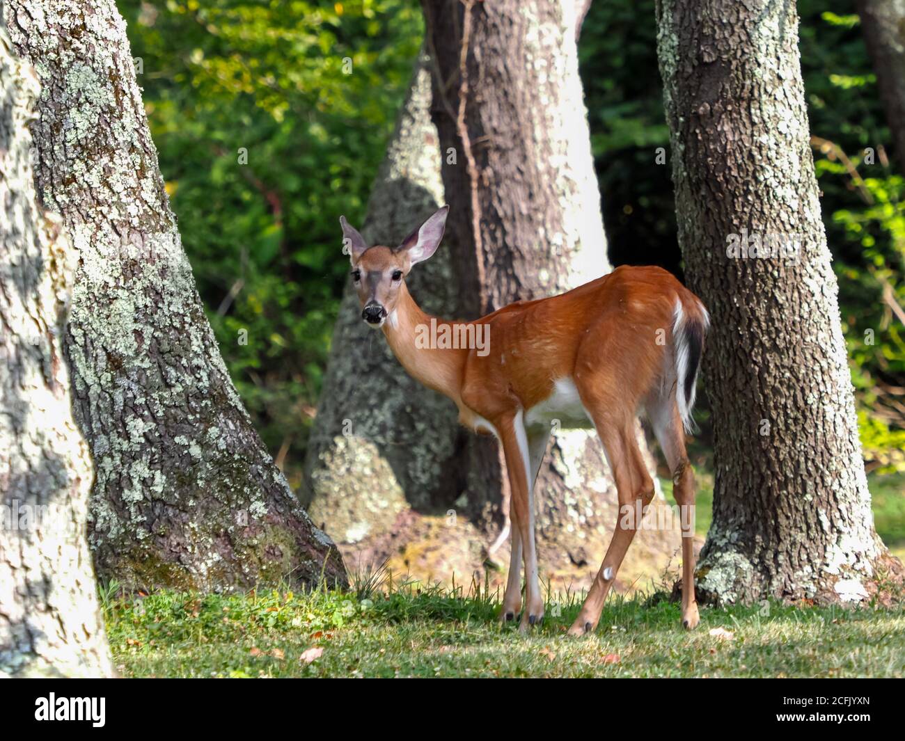 Pennsylvania wildlife hi-res stock photography and images - Alamy