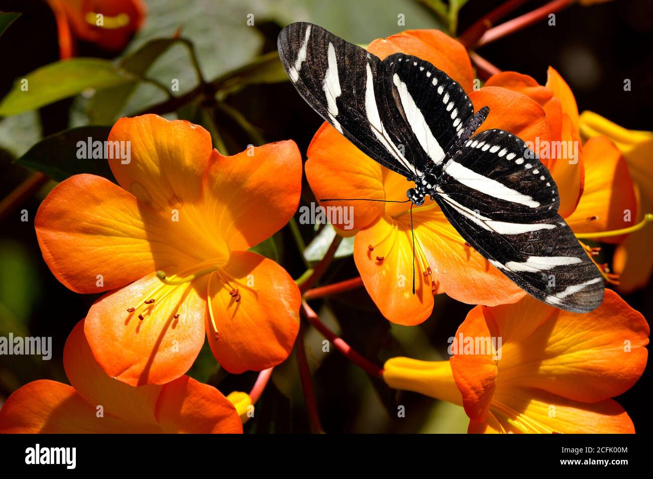 Zebra Longwing Butterfly Latin name Heliconius charitonius on Tropical ...