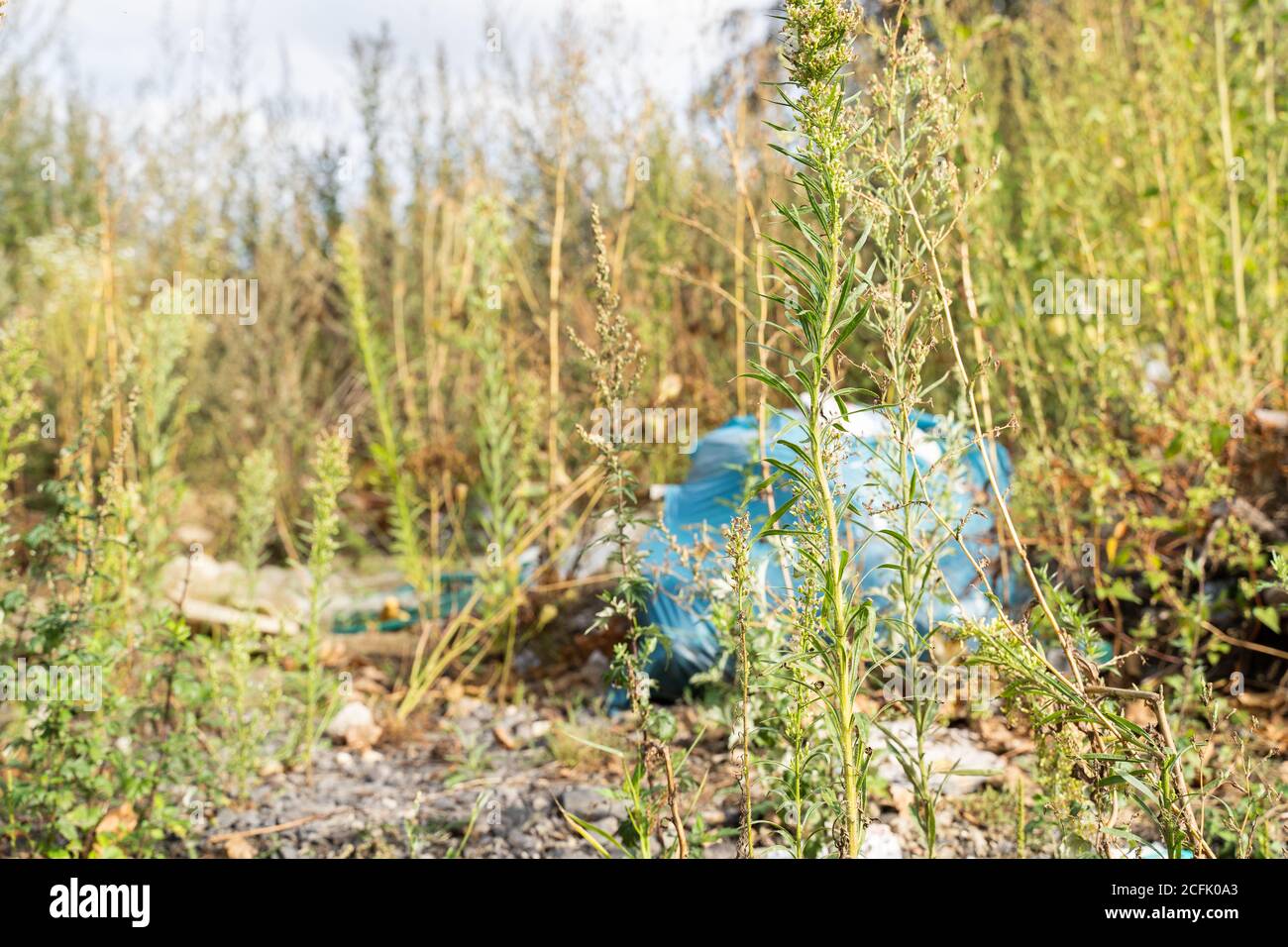 Pile of garbage in the park during the daytime Stock Photo - Alamy