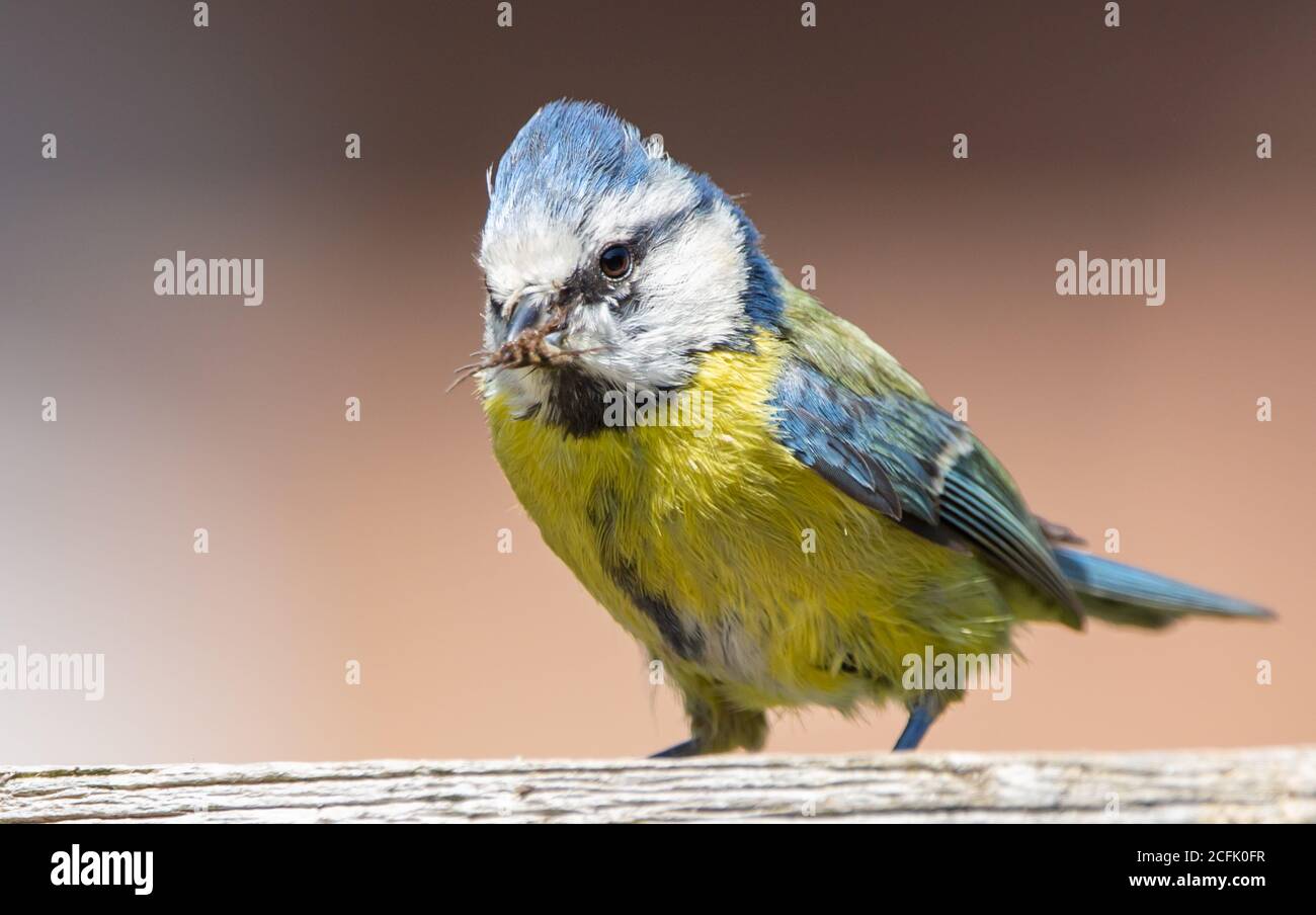 Closeup shot of a Eurasian blue tit bird Stock Photo - Alamy