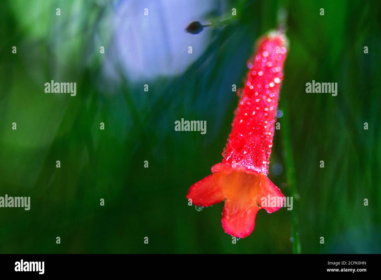 Sacred flower of the incas hi-res stock photography and images - Alamy