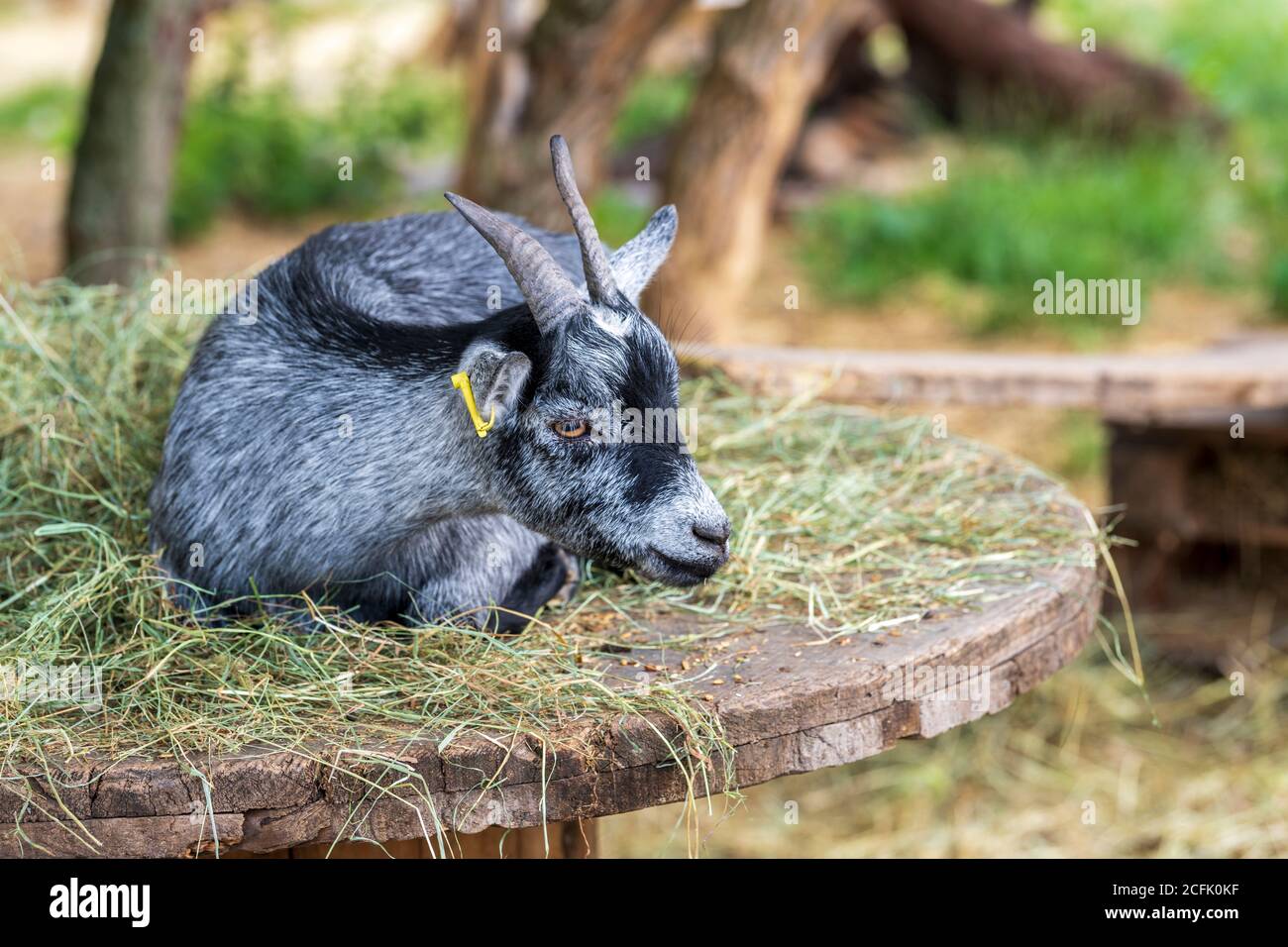 A portrait of a sleeping goat in a stable of a free range, London Stock ...