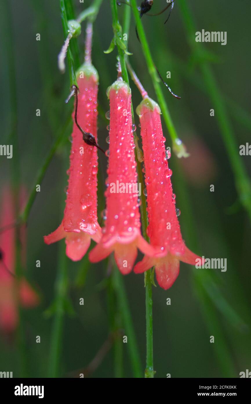 Closeup shot of a Sacred flower of the Incas under the sunlight Stock ...