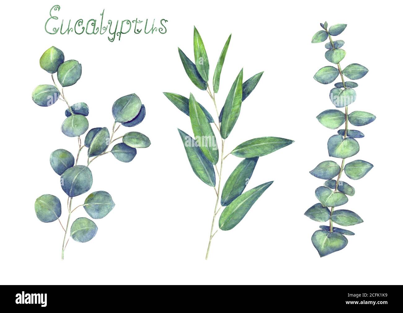 Baby eucalyptus leaves Cut Out Stock Images & Pictures - Alamy