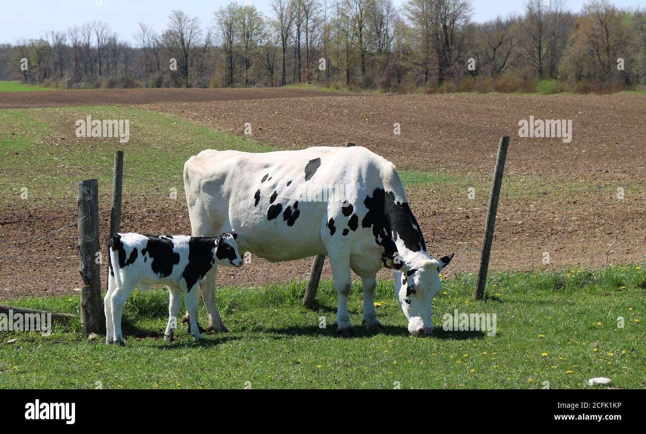 Holstein cow with a newborn calf in a farm land Stock Photo - Alamy