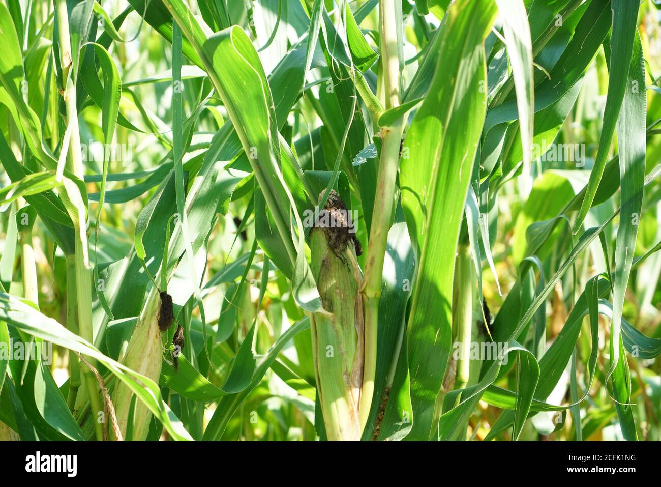 View of a corn plant on in a farm Stock Photo - Alamy