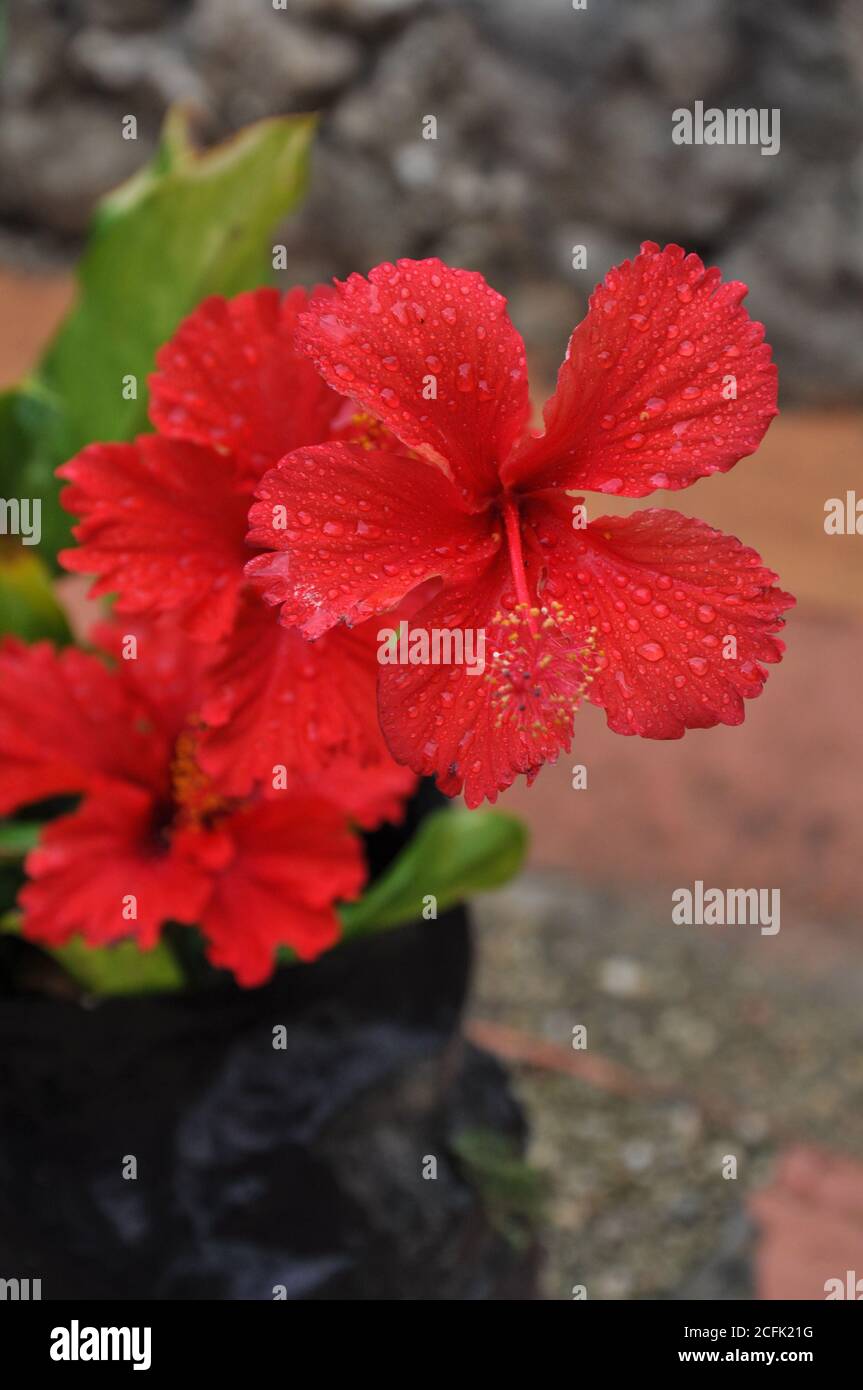 Flowers in Port Vila, Vanuatu Stock Photo - Alamy