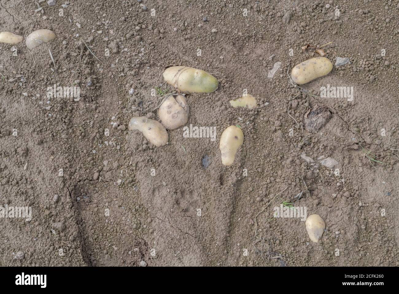 Uk poor potato crop hi-res stock photography and images - Alamy