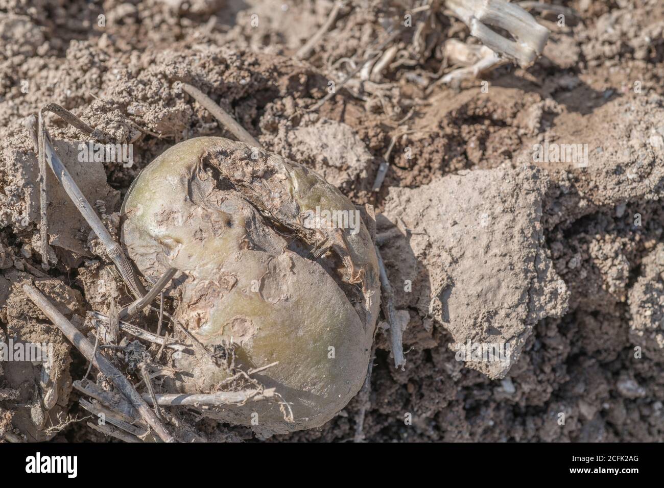 Disease damage / diseased potato. Possibly the effect of Potato ...