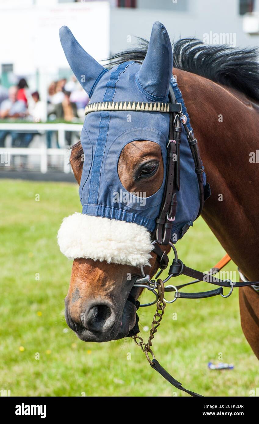 Race horse in parade ring hi-res stock photography and images - Alamy