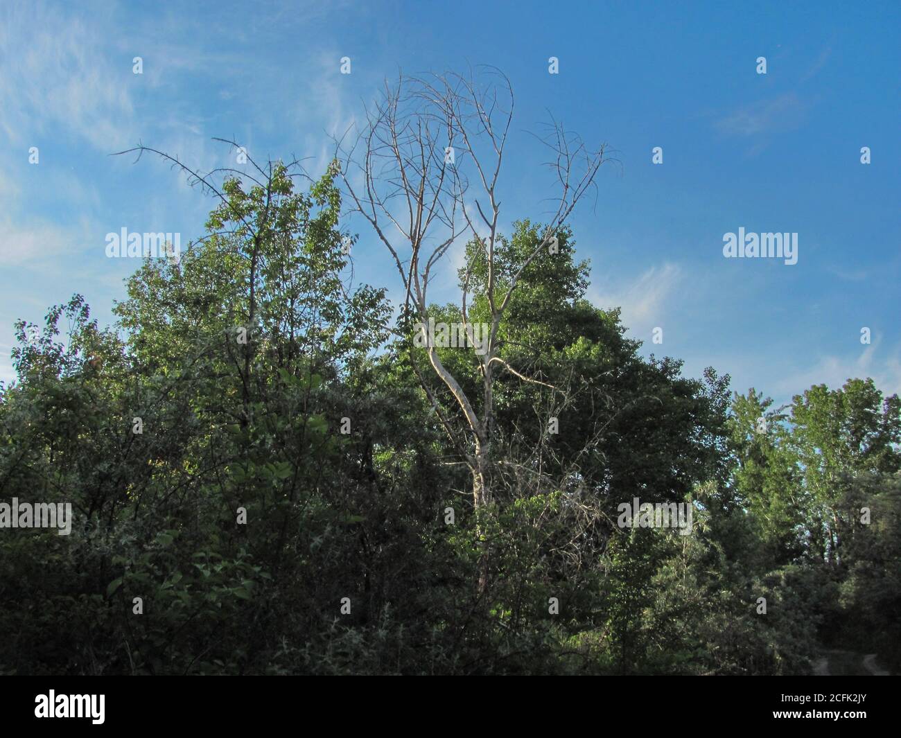 green trees and one dead tree on sky background Stock Photo - Alamy