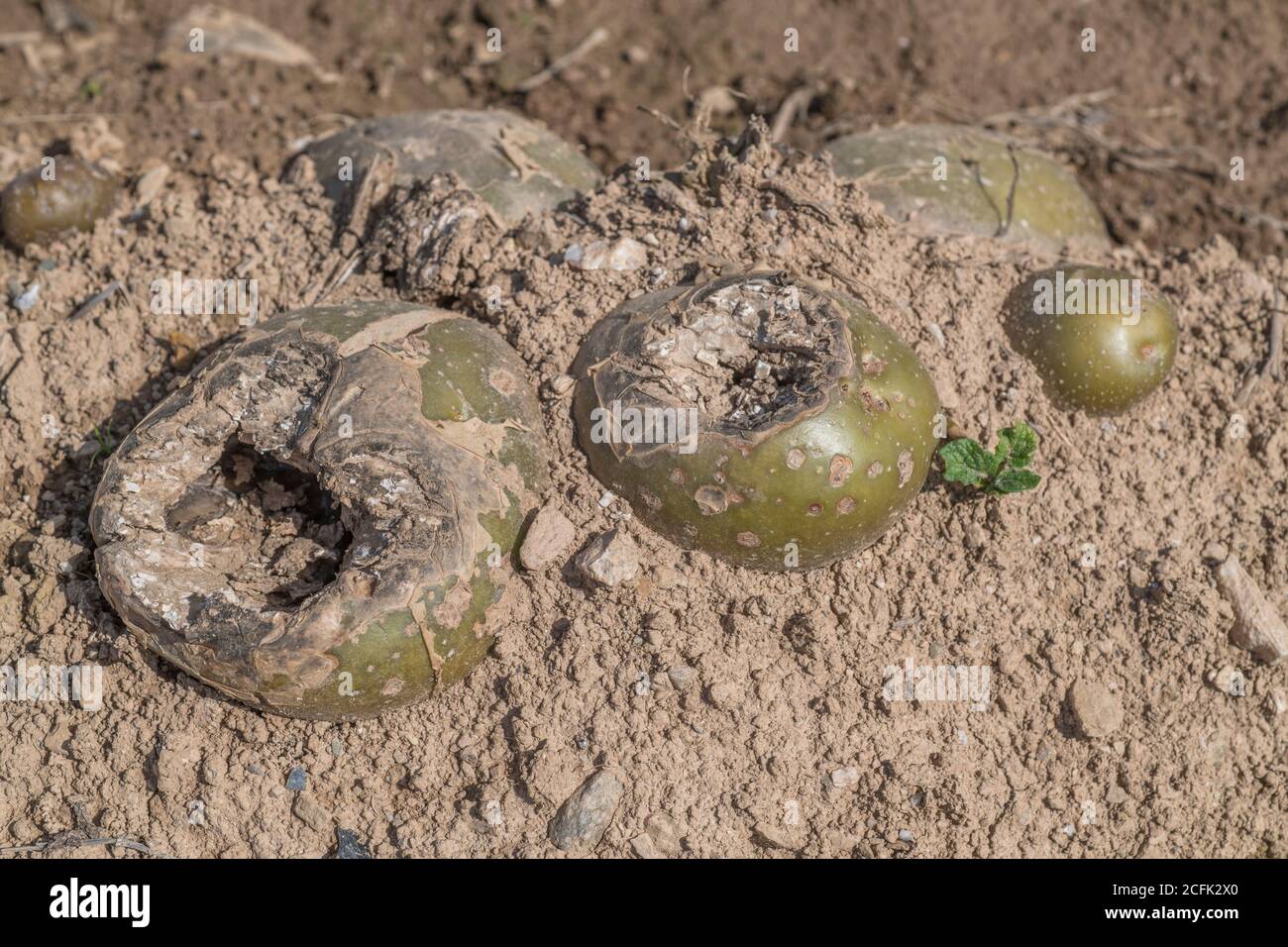 Disease damage / diseased potato. Possibly the effect of Potato ...