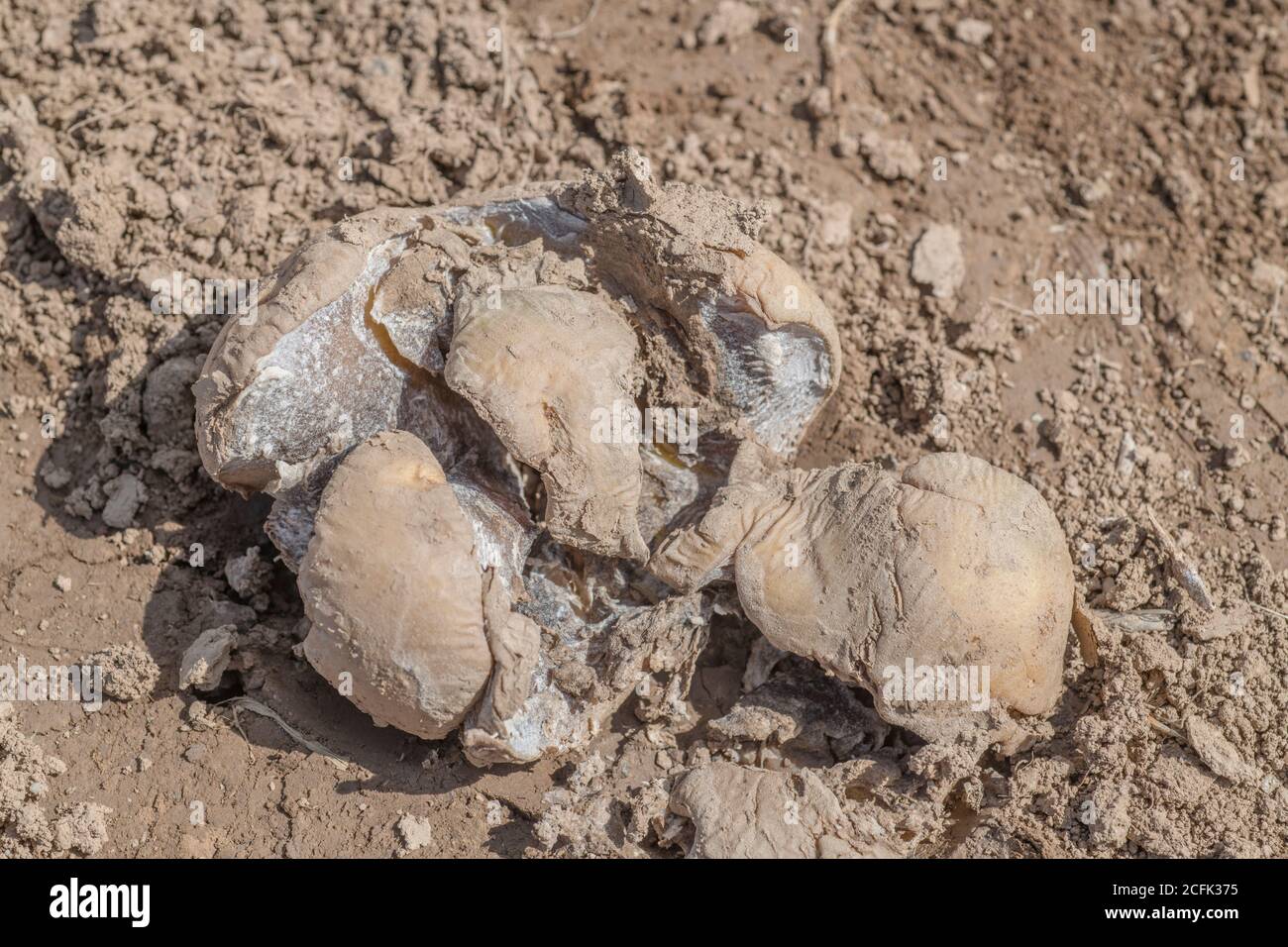 Disease damage / diseased potato. Uncertain whether this is the ...