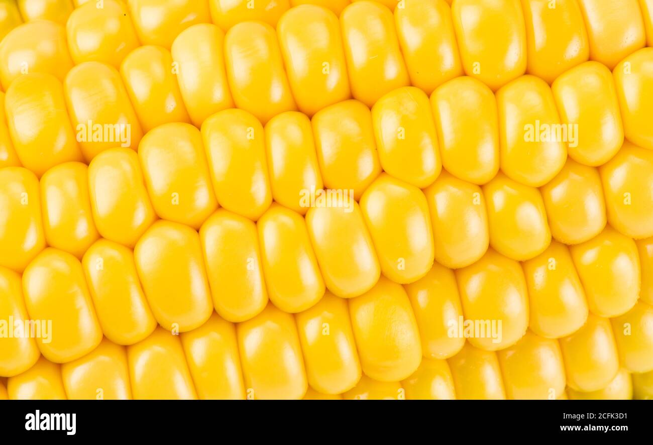 Sweet corn on white background Stock Photo - Alamy