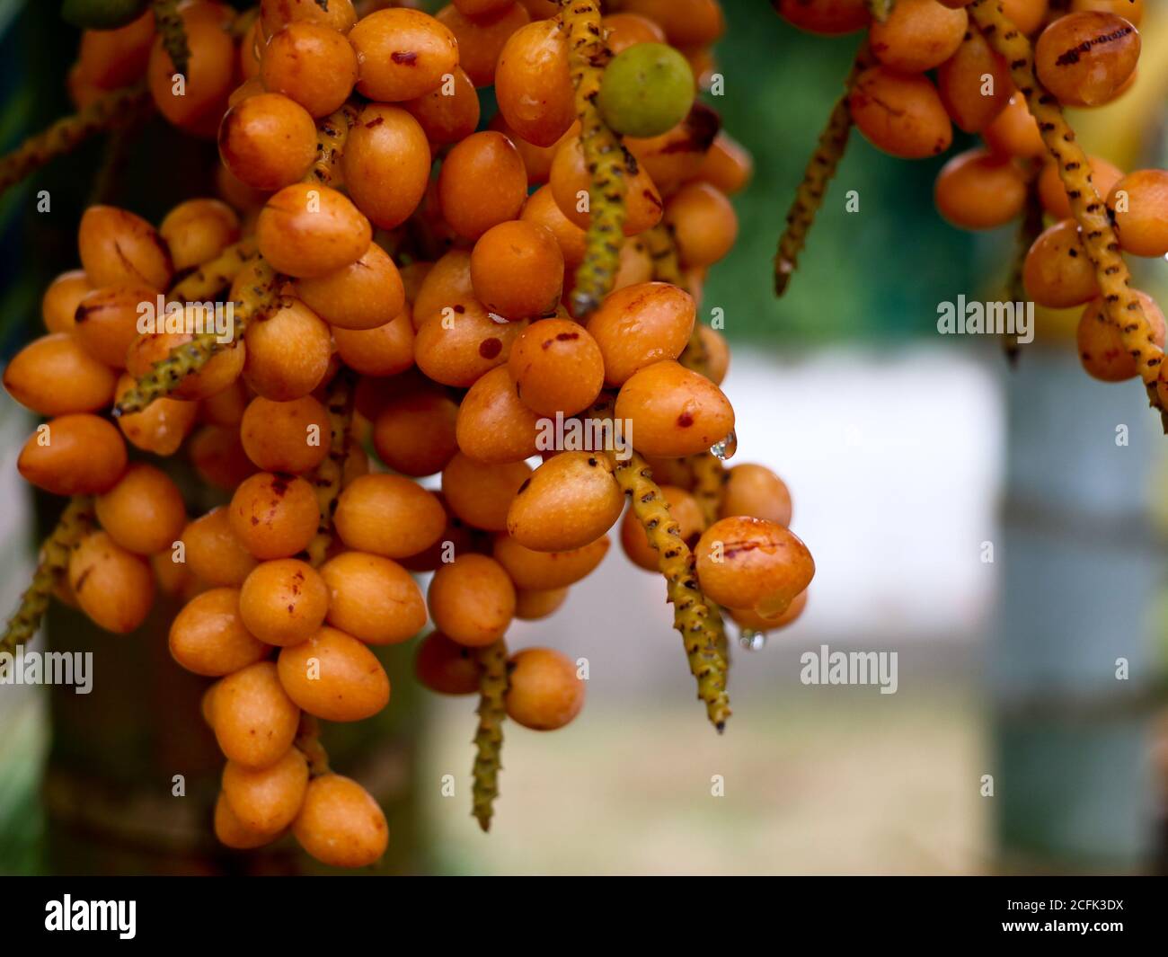 Palm nuts hi-res stock photography and images - Alamy