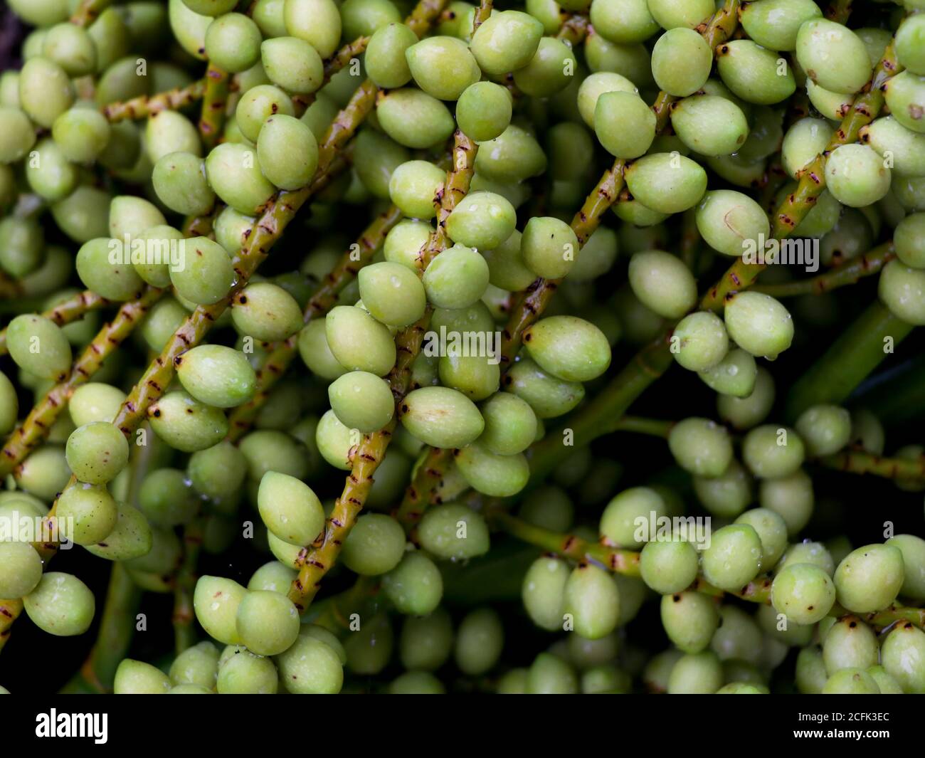 Close up shot of garden palm nuts with rain drops, selective focus ...
