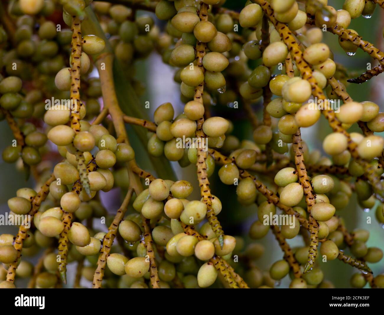 Palm nuts hi-res stock photography and images - Alamy
