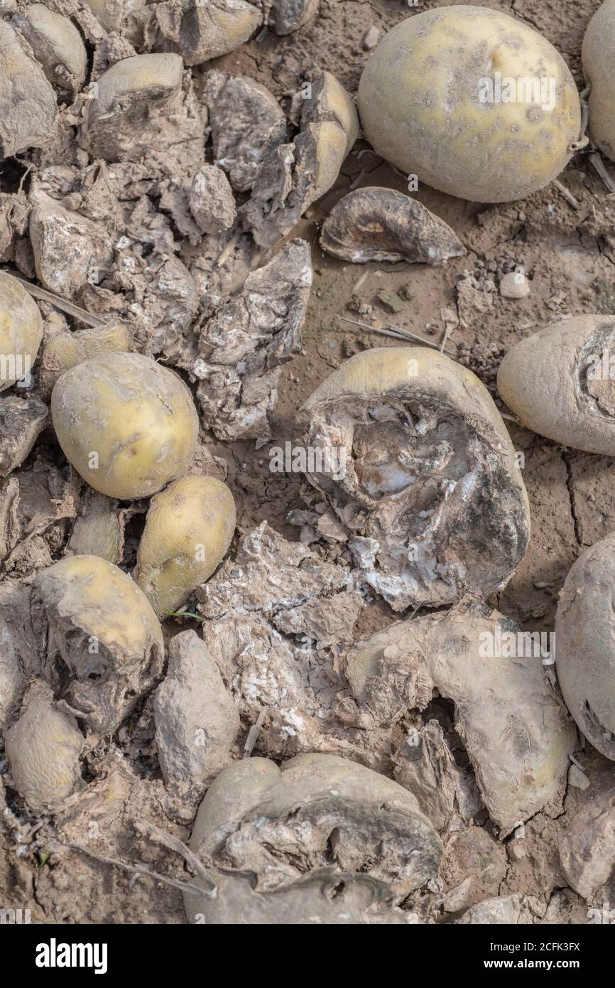 Disease damage / diseased potato. Uncertain whether this is the ...