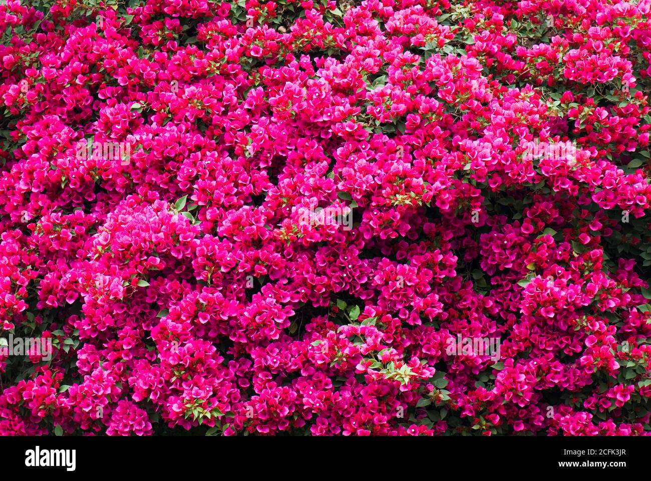 Beautiful bougainvillea flower in the garden Stock Photo - Alamy