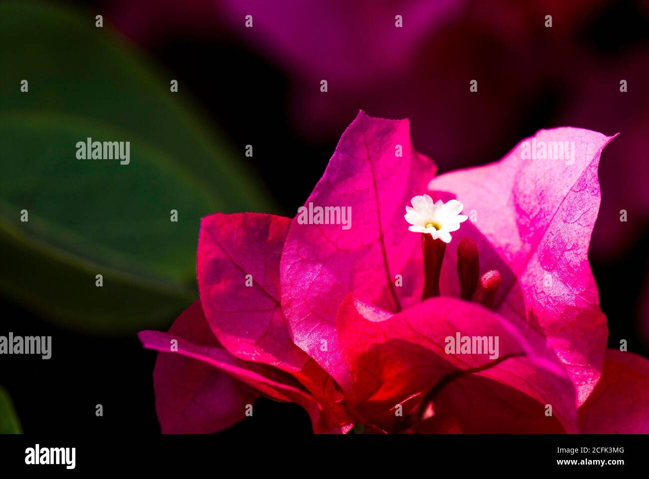 Beautiful bougainvillea flower in the garden Stock Photo - Alamy