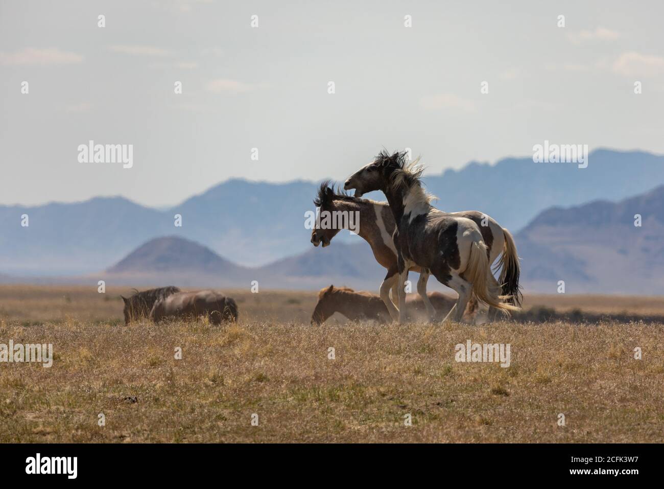Wild Horse Stallions Fighting in the Utah Desert Stock Photo - Alamy