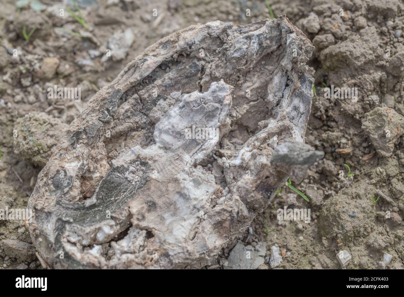 Disease damage / diseased potato. Possibly result of potato Dry Rot ...