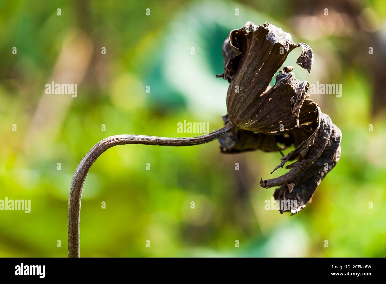 Withered lotus leaf hi-res stock photography and images - Alamy