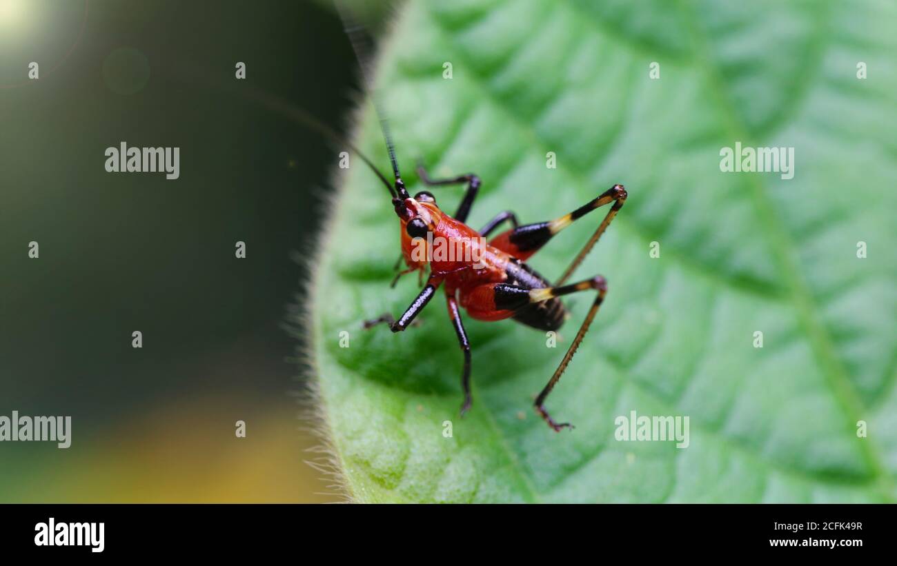 Photo macro of a cute red locust on a leaf. Small and fragile insect ...