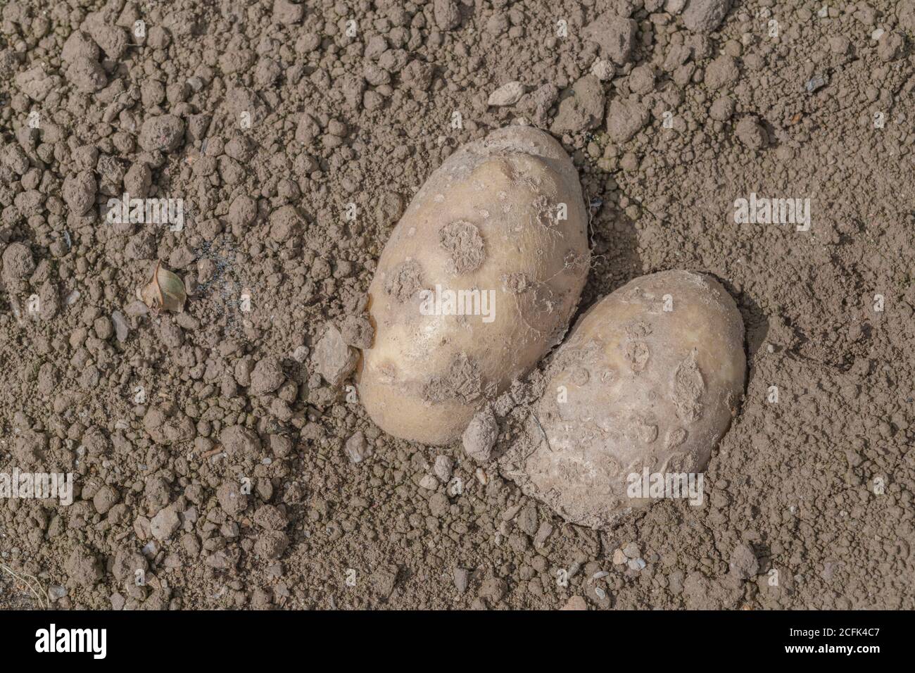 Disease damage / diseased potato. Possibly this is Powdery Scab disease ...