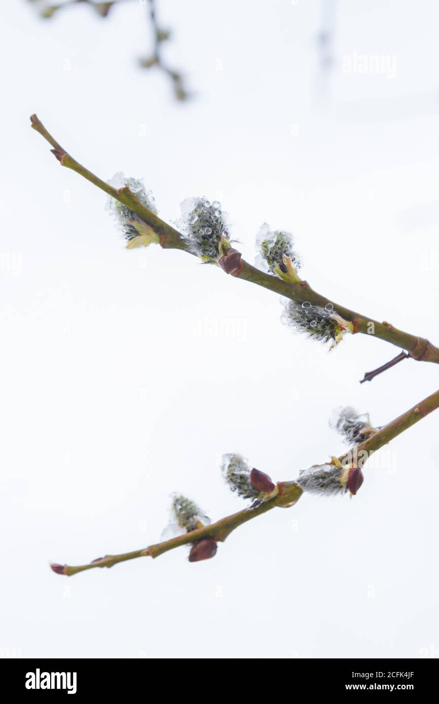 In the spring the willow tree bloomed in the garden and the snow fell ...