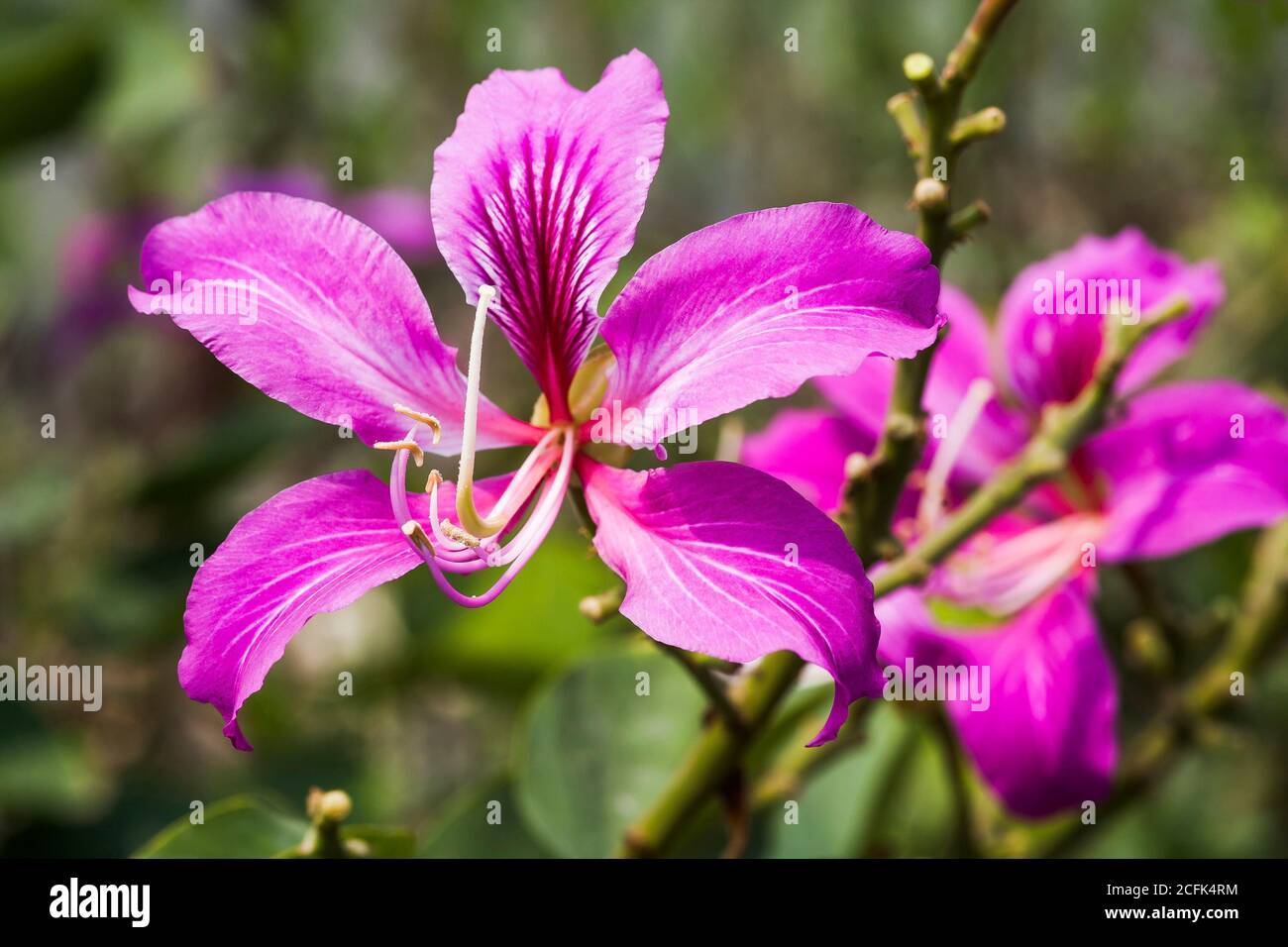 Bauhinia purpurea flower, orchid tree, variegata Stock Photo - Alamy