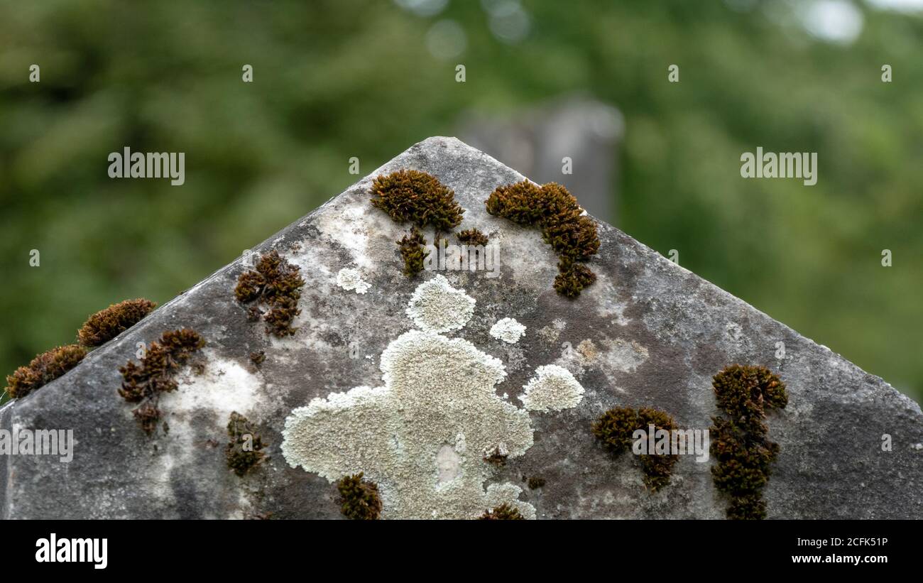 Overgrown stone texture hi-res stock photography and images - Alamy