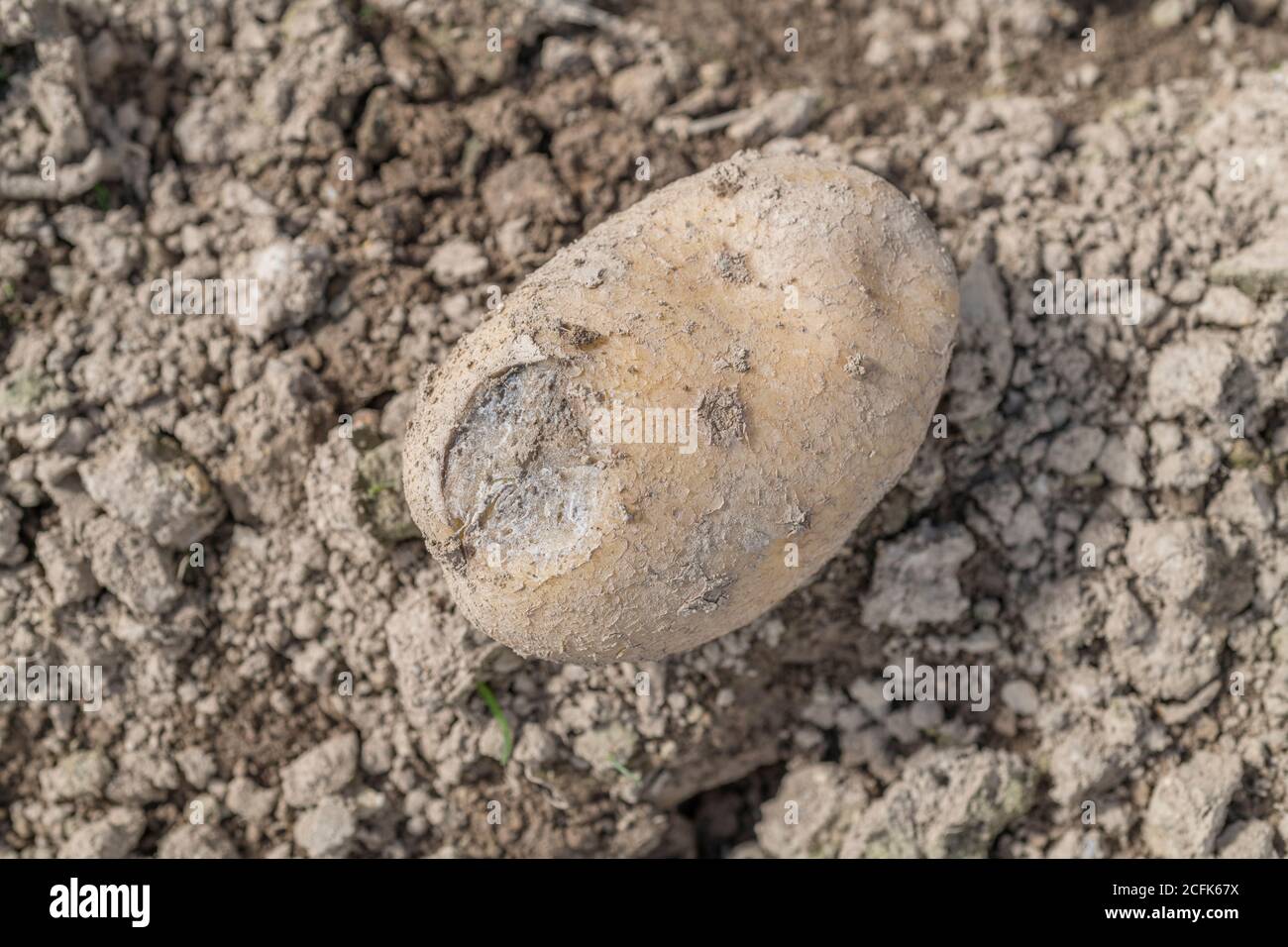 Disease damage / diseased potato. Uncertain what the large blotch may ...