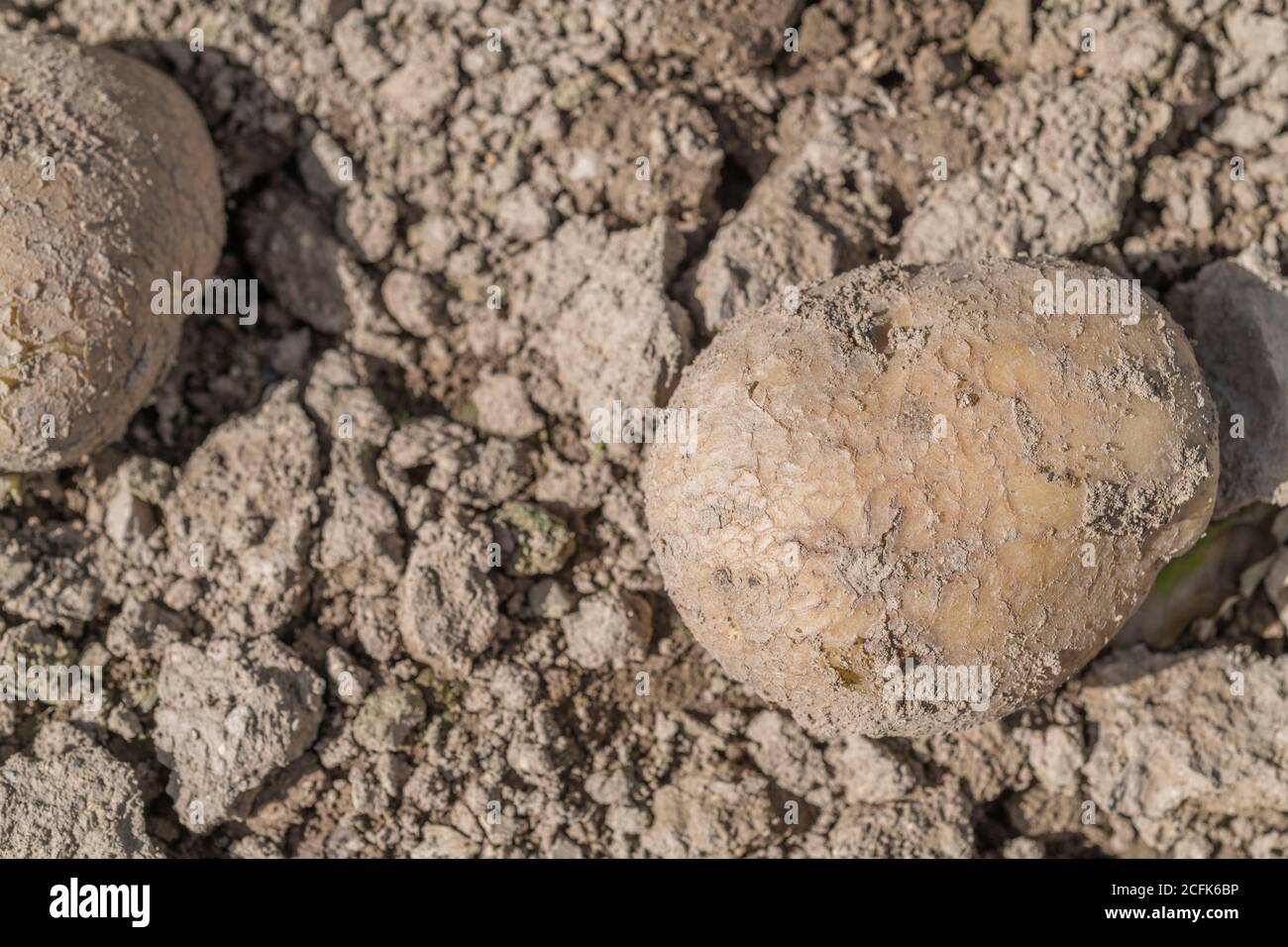Skin surface of this potato is beginning to crack and craze. Wondering ...