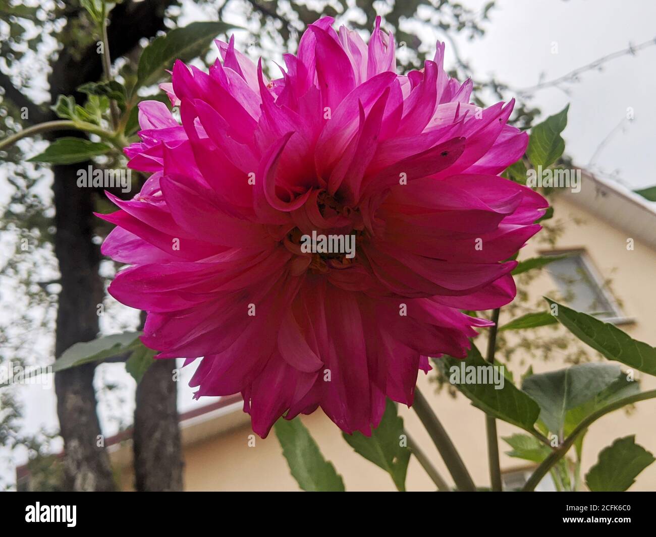 Fuchsia Dahlia High Resolution Stock Photography and Images - Alamy