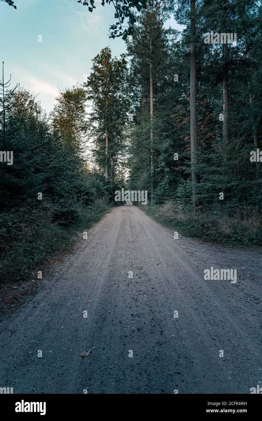 Logging road or path in the forest at dusk. Vertical orientation Stock ...