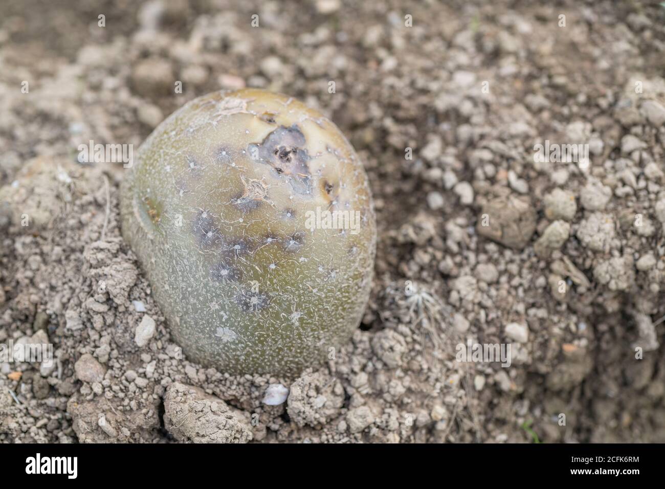 Disease damage / diseased potato. Possibly this is Pit Rot. Single ...