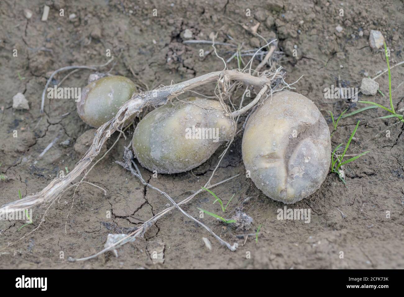 Growing cracks potatoes hi-res stock photography and images - Alamy
