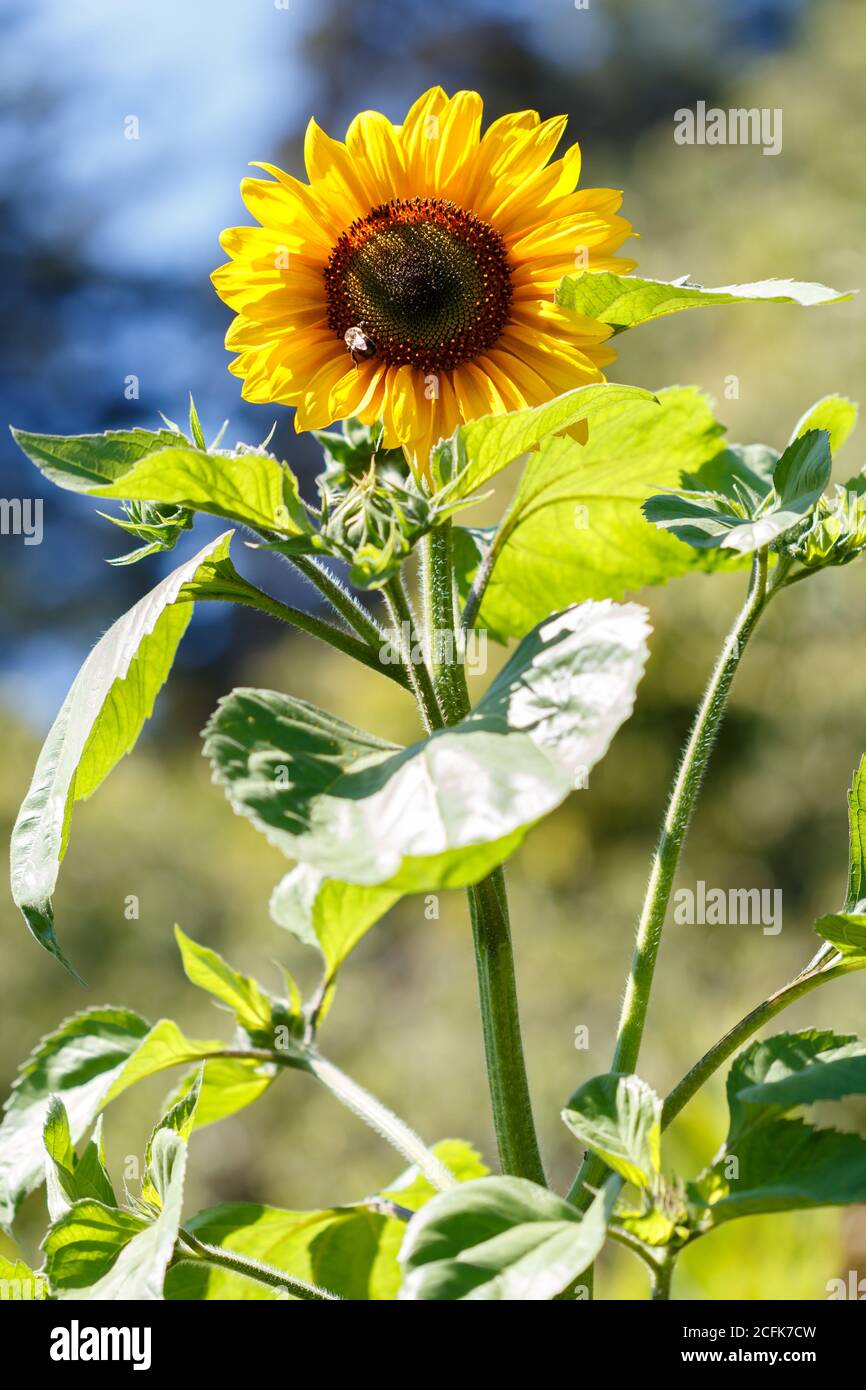 fully bloomed sunflower standing tall in the sun Stock Photo - Alamy