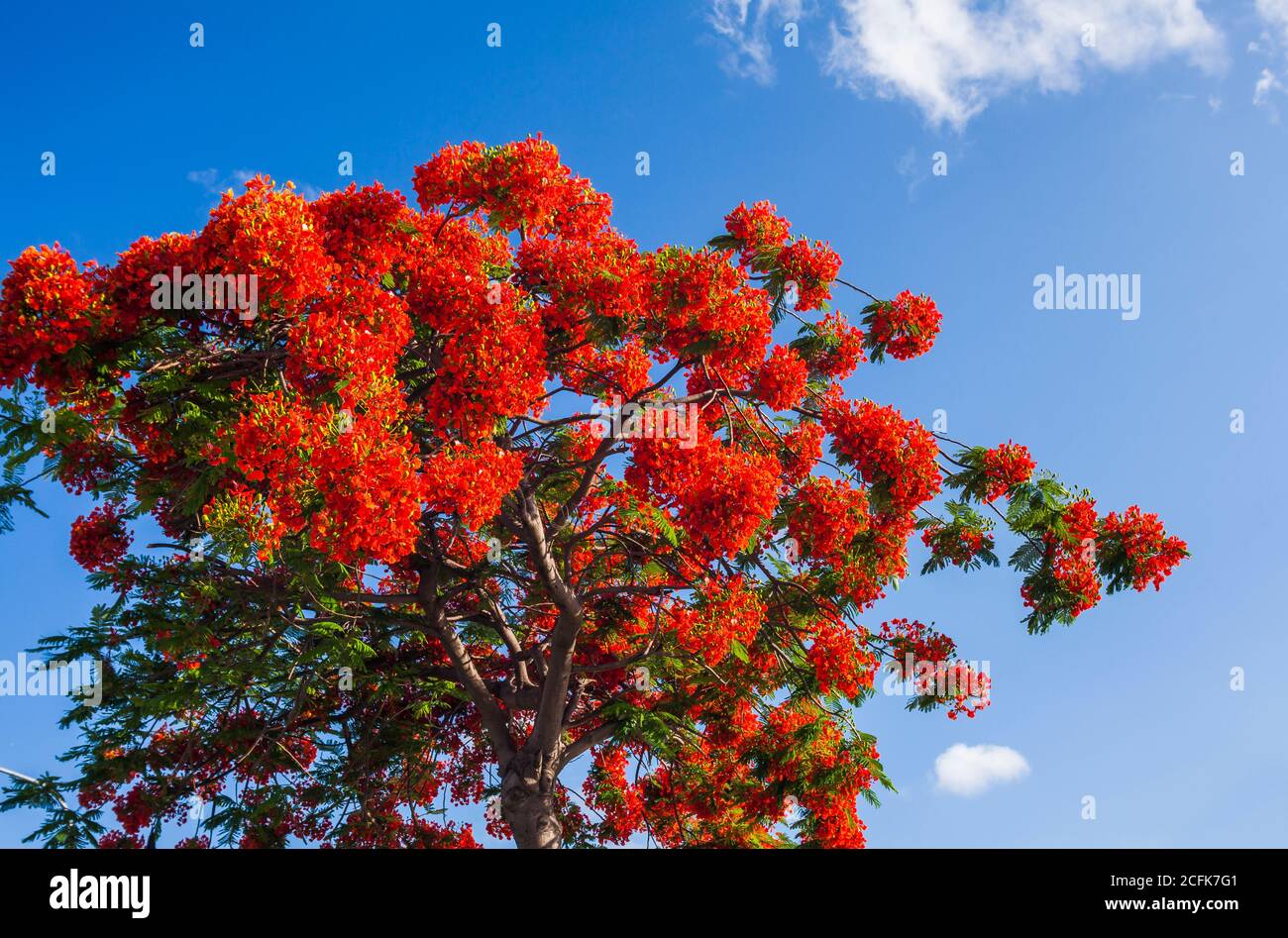 Royal Poinciana, Flamboyant, Flame Tree, Delonix Regia Stock Photo - Alamy