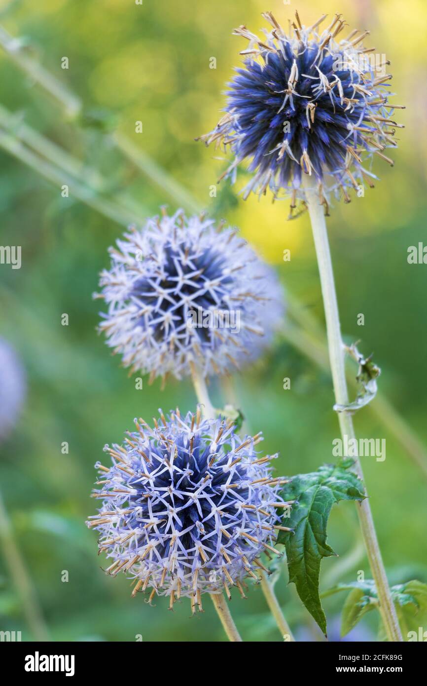 globe thistle echinops in blue macro Stock Photo - Alamy