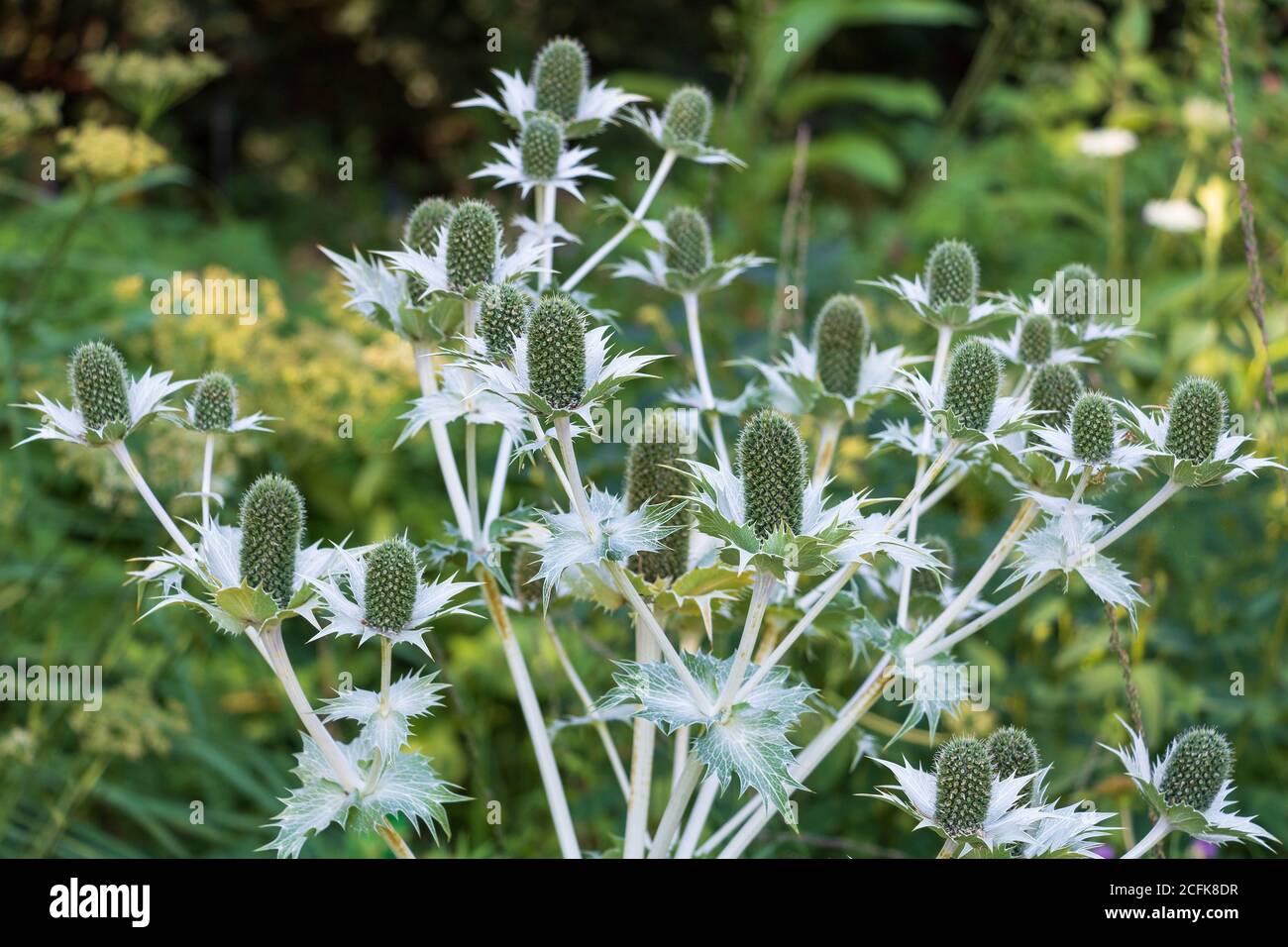 Blue Thistle High Resolution Stock Photography and Images - Alamy