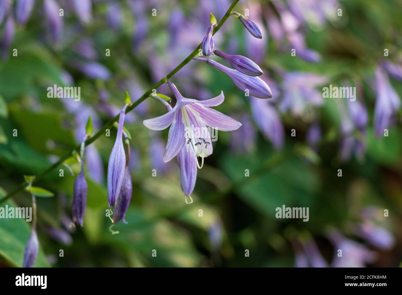 Purple hosta hi-res stock photography and images - Alamy