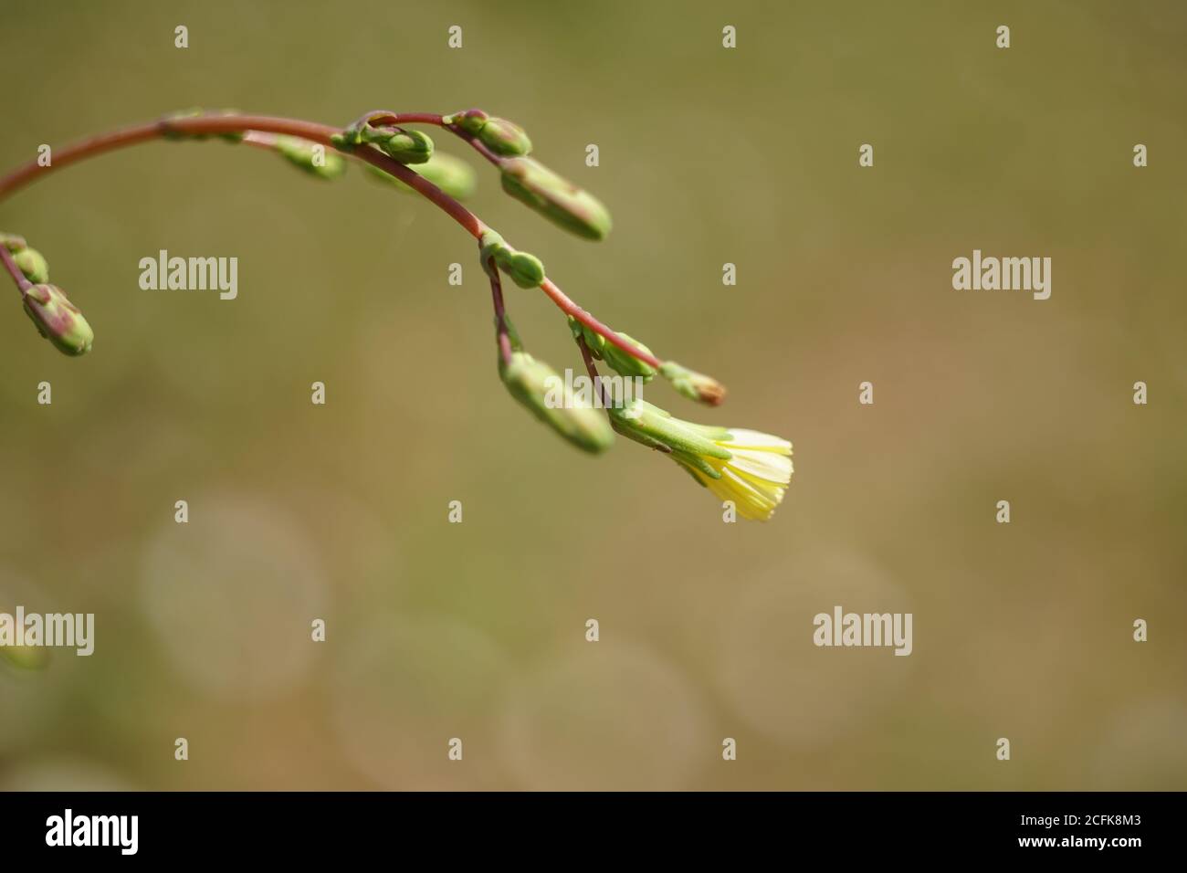 Flower photo art hi-res stock photography and images - Alamy