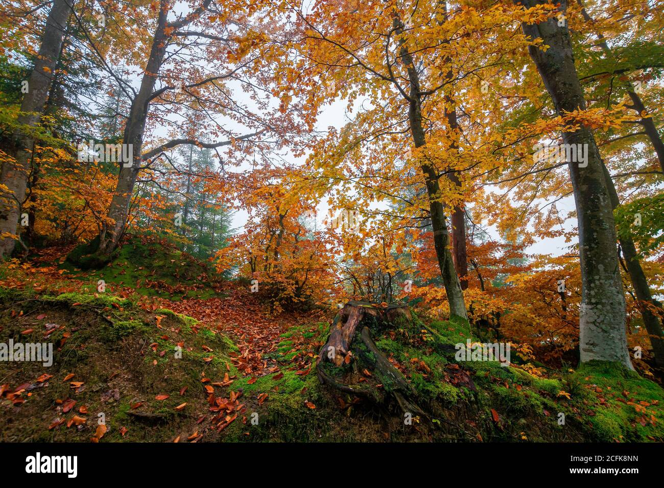 beech trees in colorful foliage. misty forest scenery. colorful foliage ...