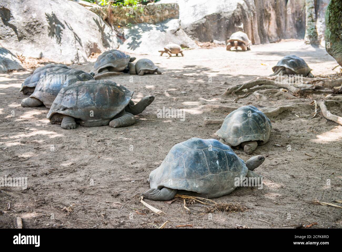 Aldabra giant tortoise, Turtles in Seychelles on the beach Stock Photo ...