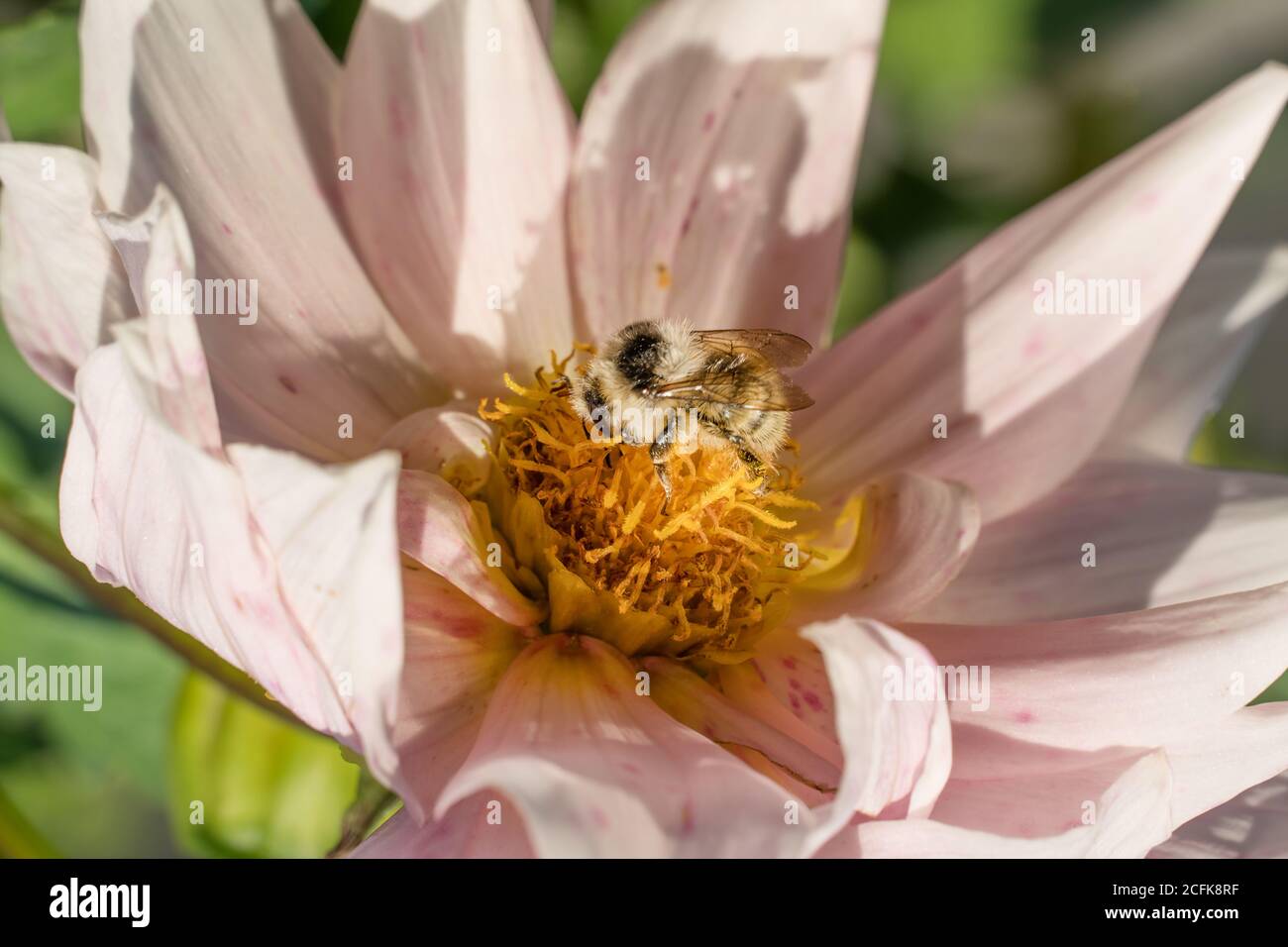 Photo wild bee collects nectar and pollinates the flower. The honey bee ...