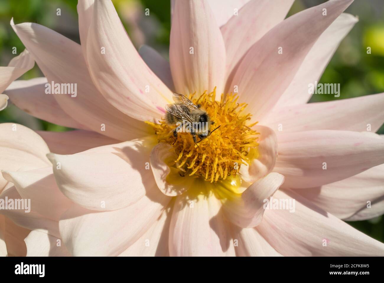 Photo wild bee collects nectar and pollinates the flower. The honey bee ...