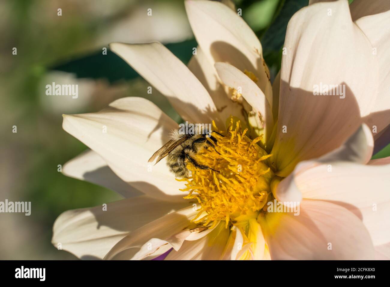 Photo wild bee collects nectar and pollinates the flower. The honey bee ...