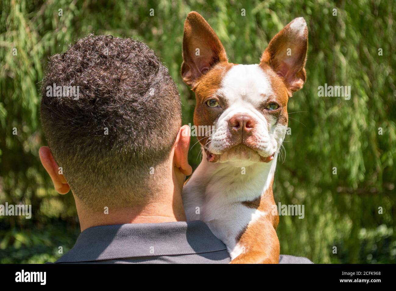 an adorable brindle Boston terrier puppy looking over the shoulder of a ...